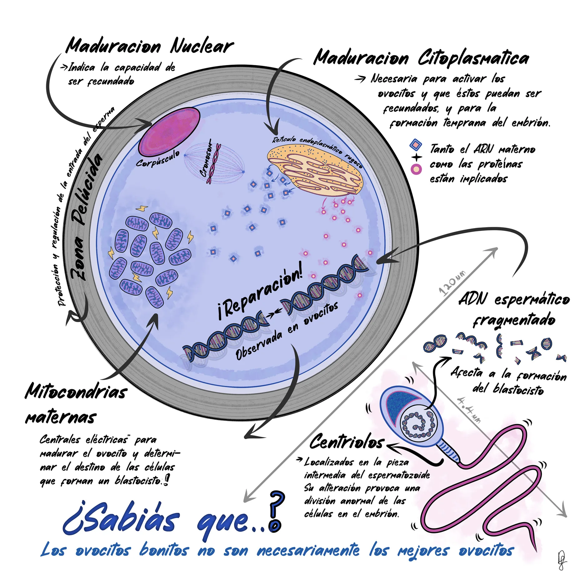 Diagrama De Ovulo Cuando El óvulo Es Captado Por La Trompa Uterina Se