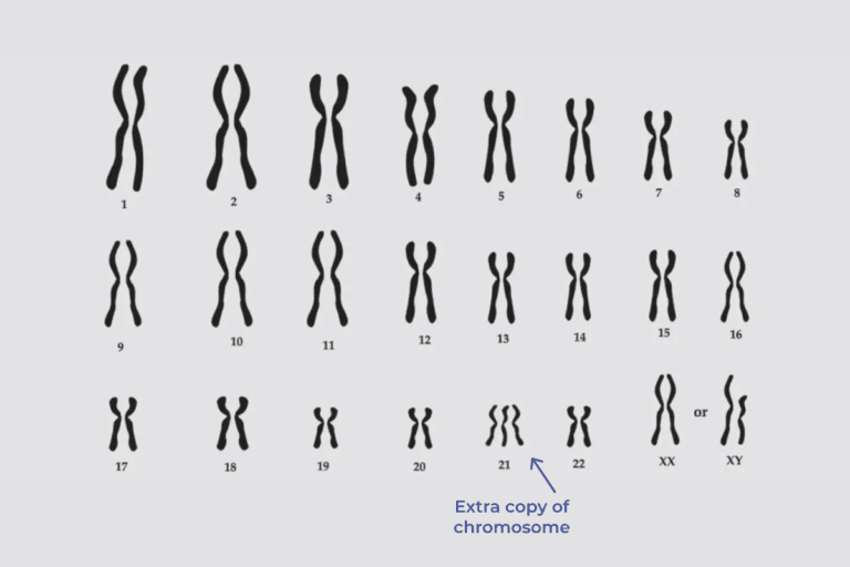 Counting Chromosomes: Understanding Euploid Embryos - Future Fertility