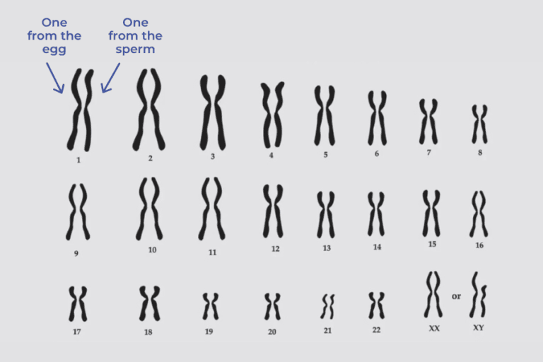 Counting Chromosomes: Understanding Euploid Embryos - Future Fertility