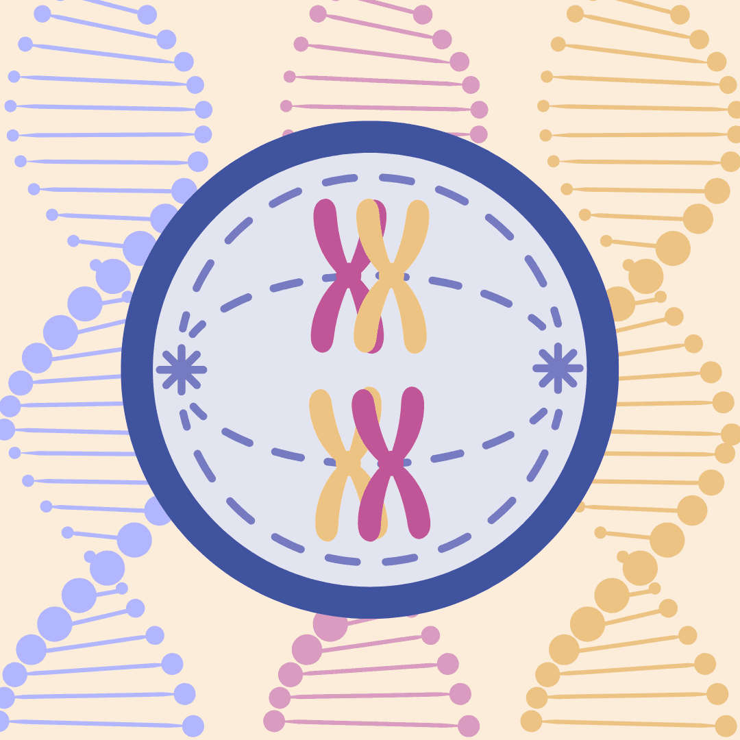 Counting Chromosomes: Understanding Euploid Embryos - Future Fertility