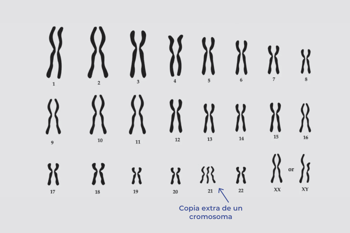 Contando cromosomas: comprendiendo los embriones euploides - Future ...